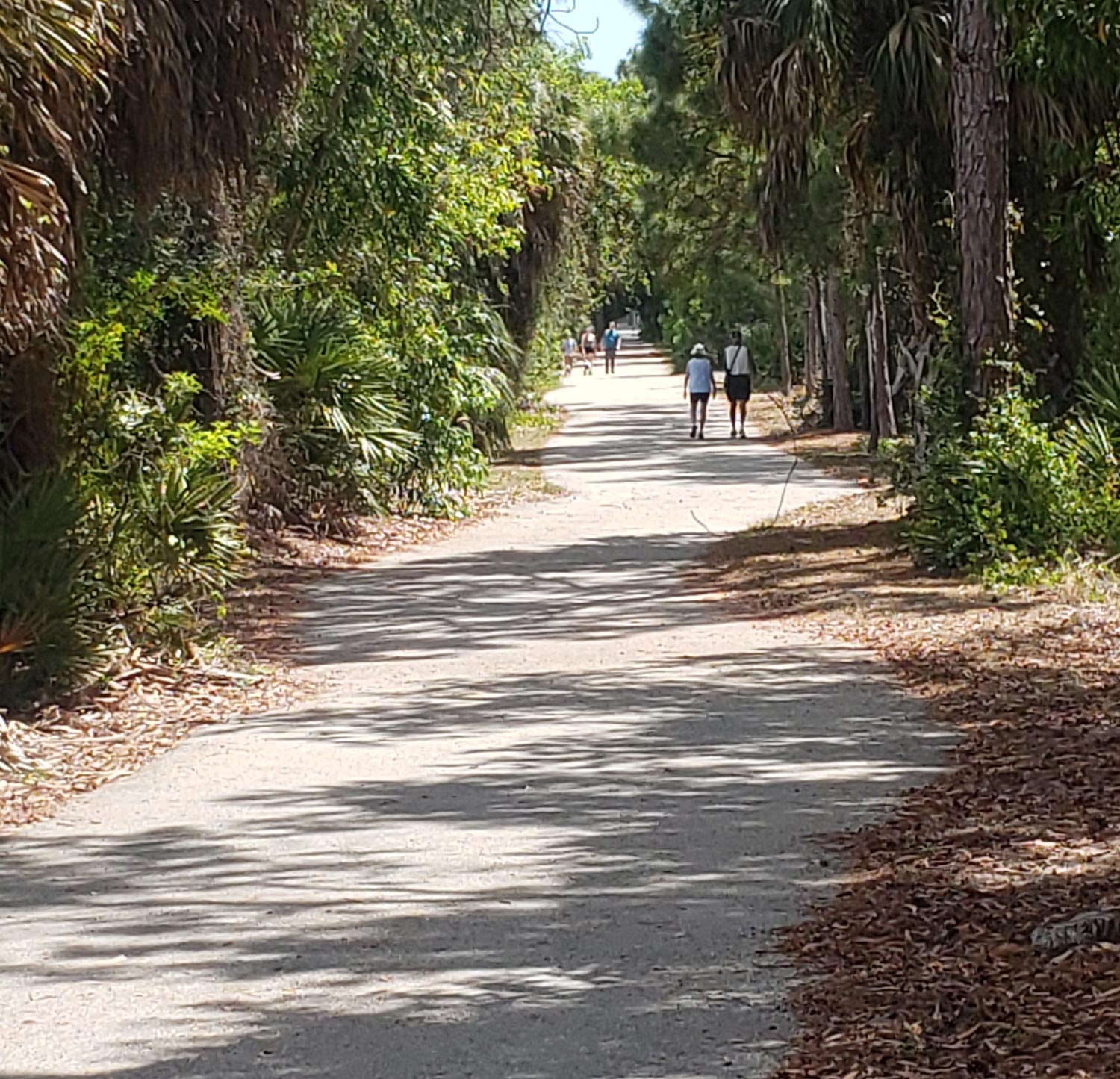 Bicycle, Pedestrian and Traffic Safety - Lee County MPO